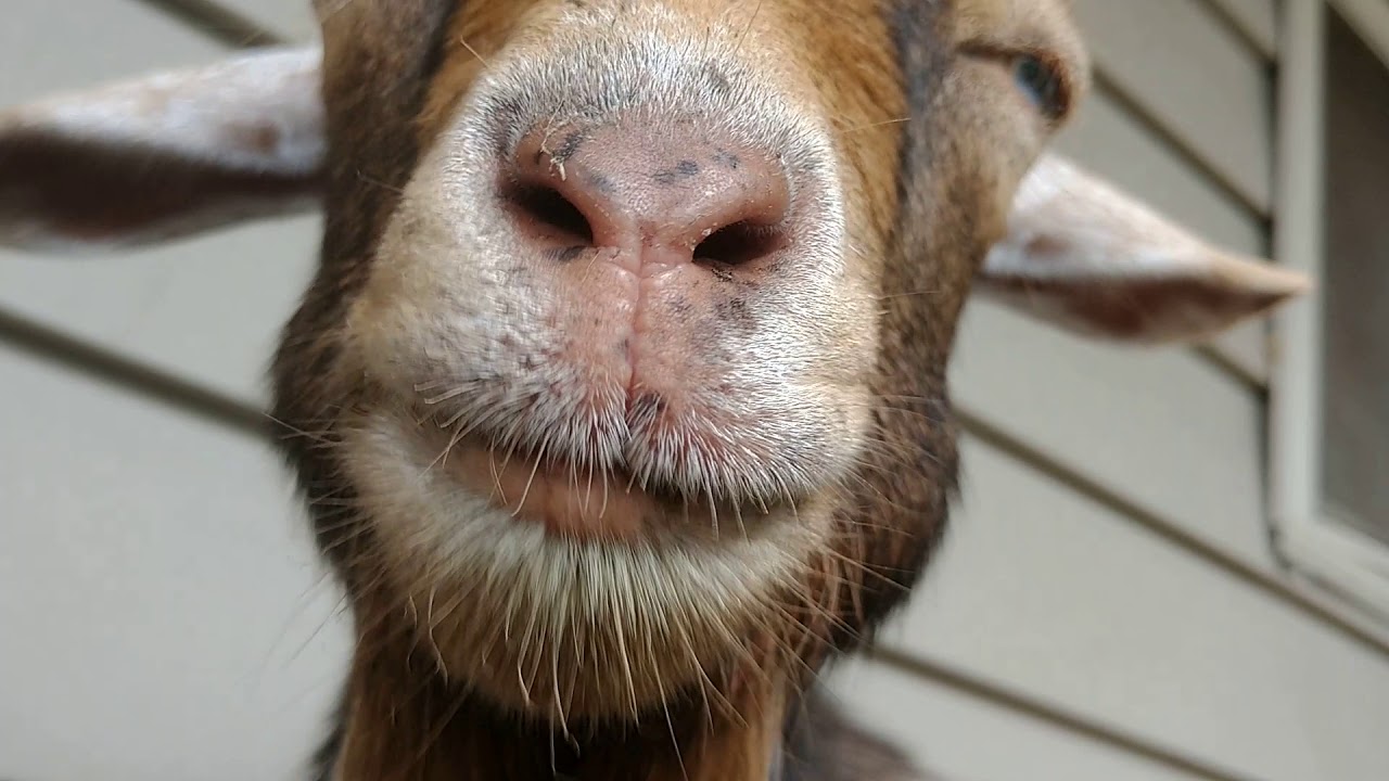 CUTE Goat Making Dumb & Hilarious Faces- Goat Chewing His Dentures 😂🤣 ...