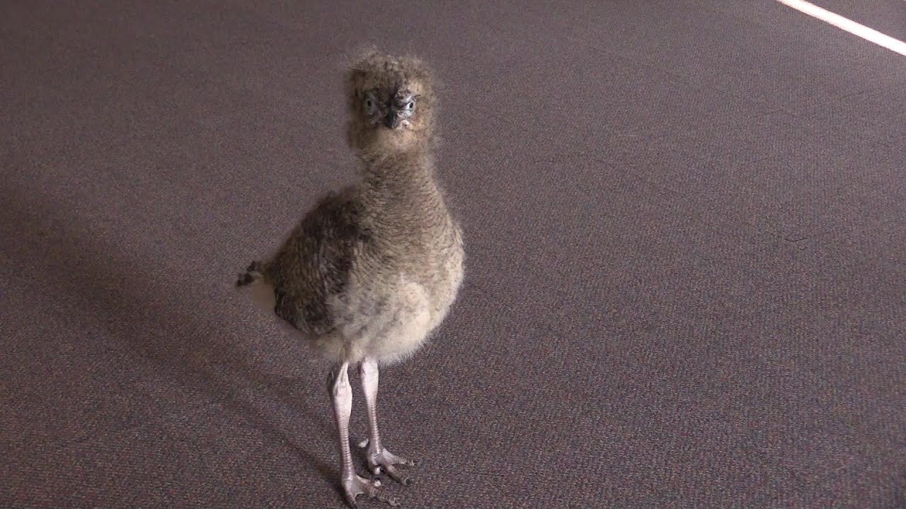 Red-legged seriema chick growing up at Saint Louis Zoo - YouTube