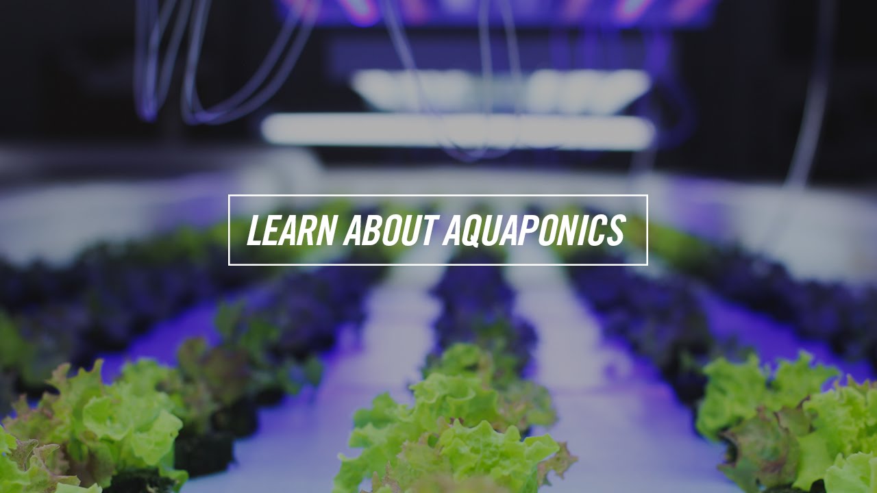 Livelihood Program Spotlight: Aquaponics - YouTube