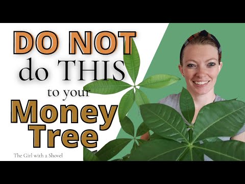 How To Care For A Monkey Tree Plant