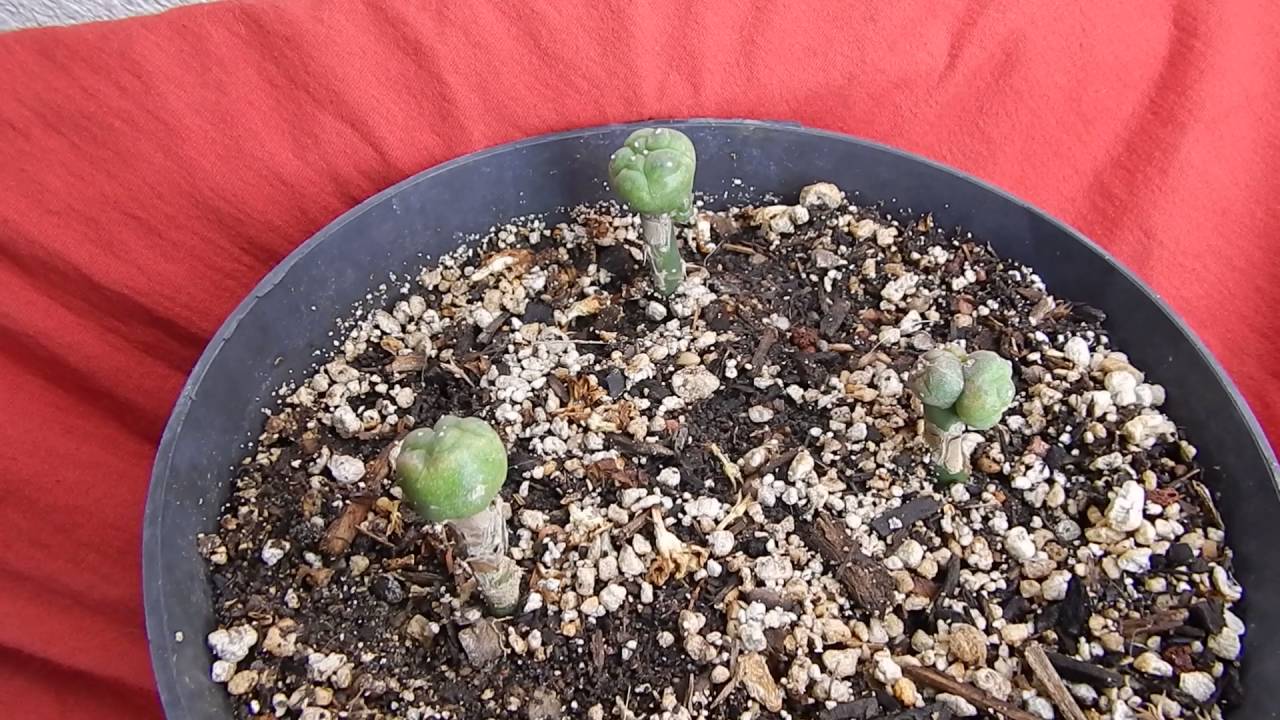 CLOSED/ WINNER CHOSEN LOPHOPHORA CAESPITOSA PERESKIOPSIS GRAFTED CACTUS ...