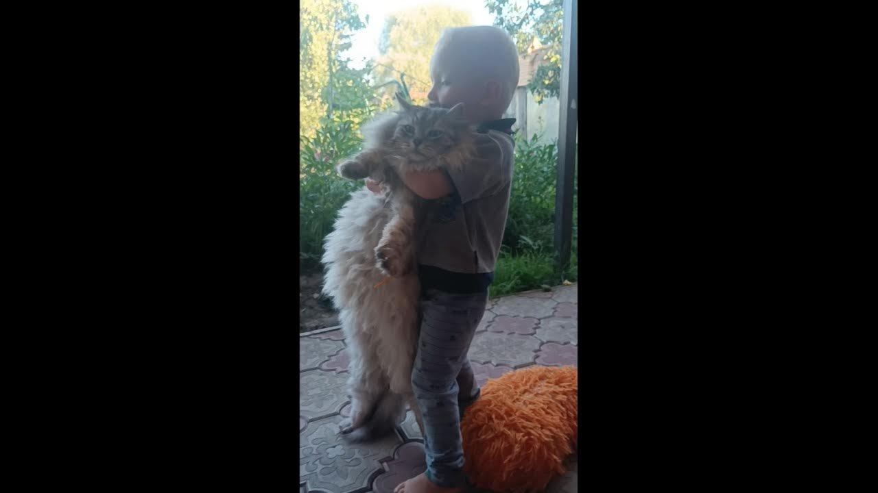 #кот превращается в царя зверей🦁или мини-история кота, в семье,где есть ...