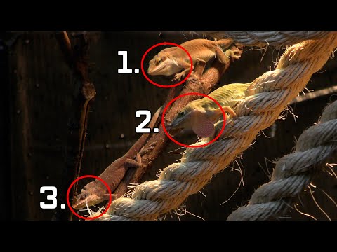 3 Male Green Anole Lizards FACEOFF For Territory | DID NOT Expect THIS To Happen! (Reptile Room)