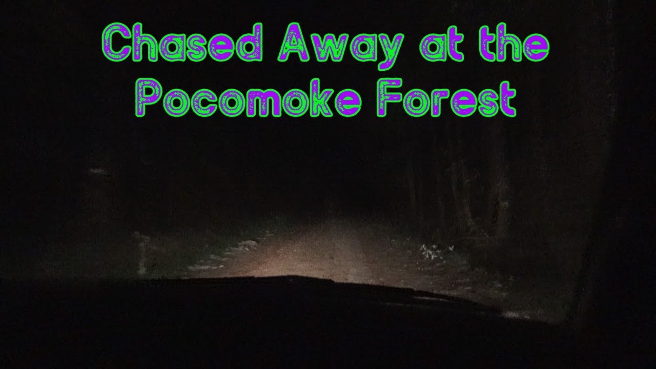 Chased Away at the Pocomoke Forest (Part 3 Pocomoke Forest Series 2020 ...