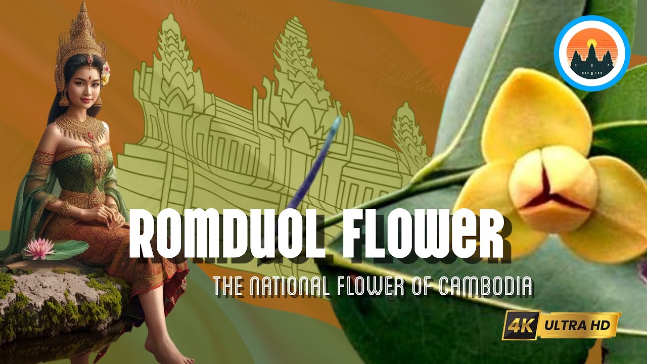 What is the reason behind choosing Rumduol as the national flower of ...