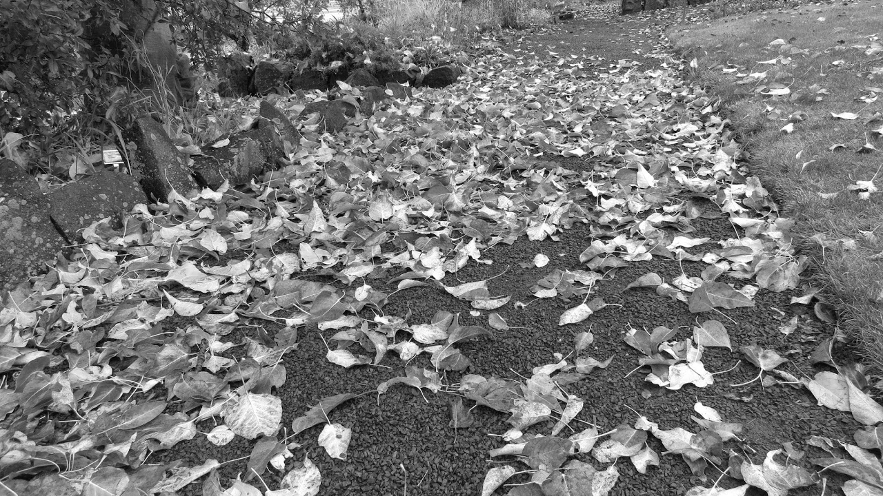 Character Assassination & Reputation Politics Lab Press Conference 2017 ...