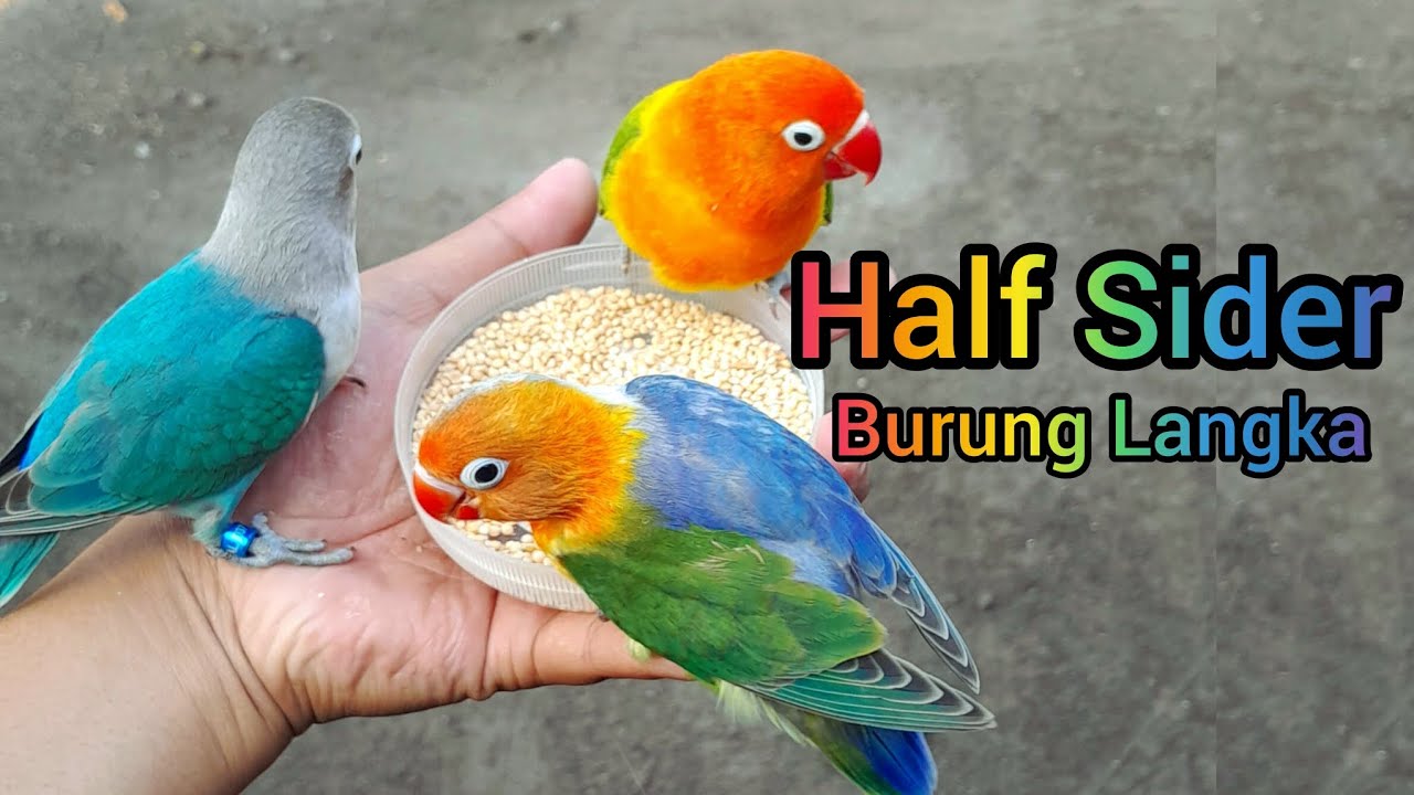 Pertumbuhan Burung Lovebird Halfsider/HS, burung yang sangat Langka ...