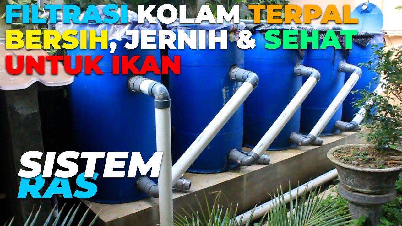 FILTER SISTEM RAS YANG JERNIH & SEHAT UNTUK IKAN - YouTube