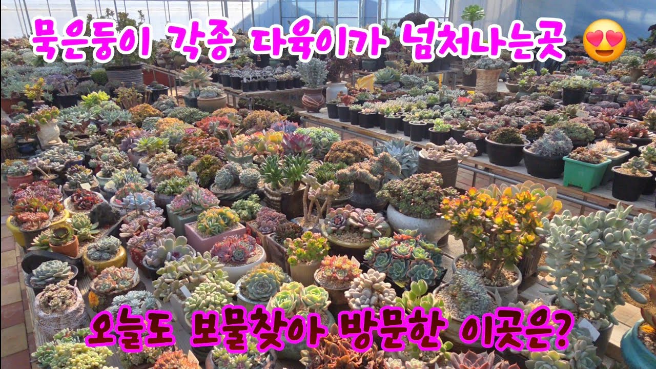 온통 묵은둥이 다육이가 한가득 여기저기 눈이 가는곳마다 보물이 즐비한곳 멀리 대구에서 만나볼 다육이들 묵둥이 창 국민이 두둘레야 다육이 내사랑다육 달콤한총각다육