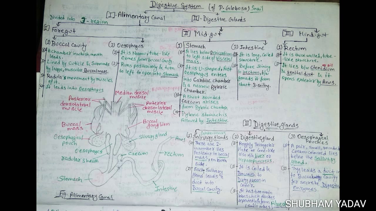 Digestive system of Pila Globosa(snail) || #YashPartner|| - YouTube