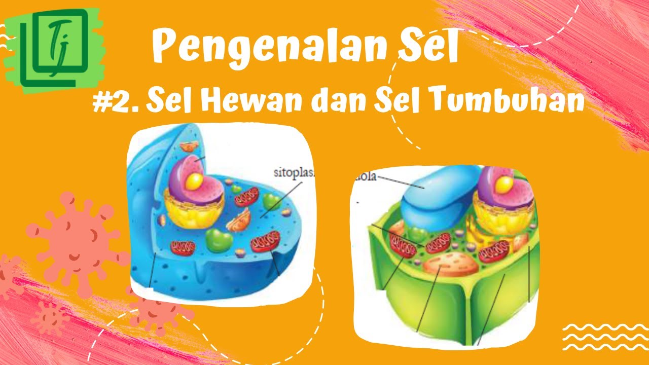 Pengenalan sel #2 Sel hewan dan sel tumbuhan - YouTube