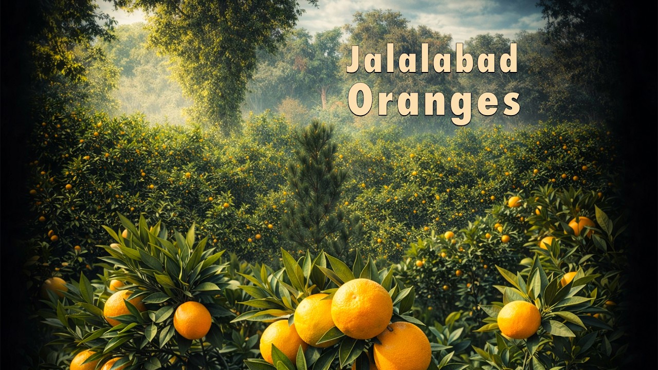 Jalalabad’s Best Orange? (Bati Kot Taste Test) - YouTube