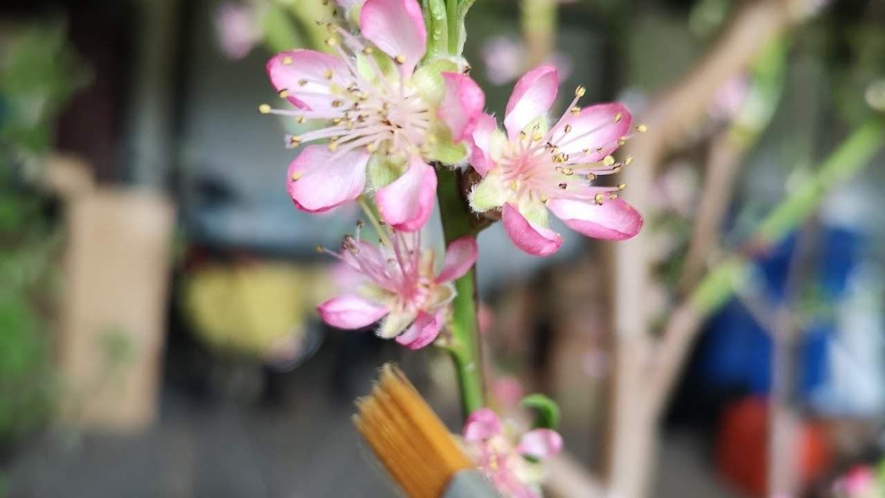 How to hand pollinate fruit trees - YouTube