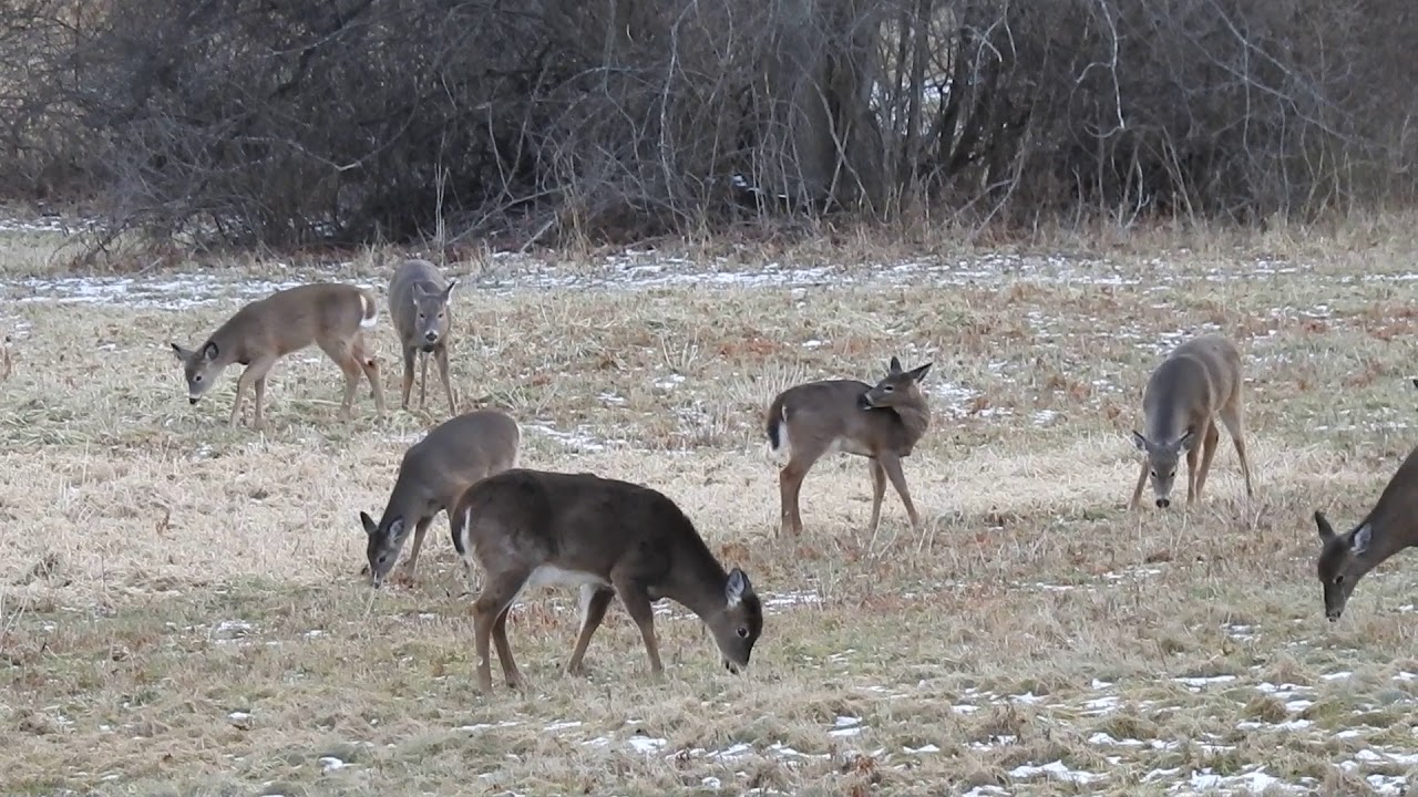 Herd of deer grabbing lunch - YouTube