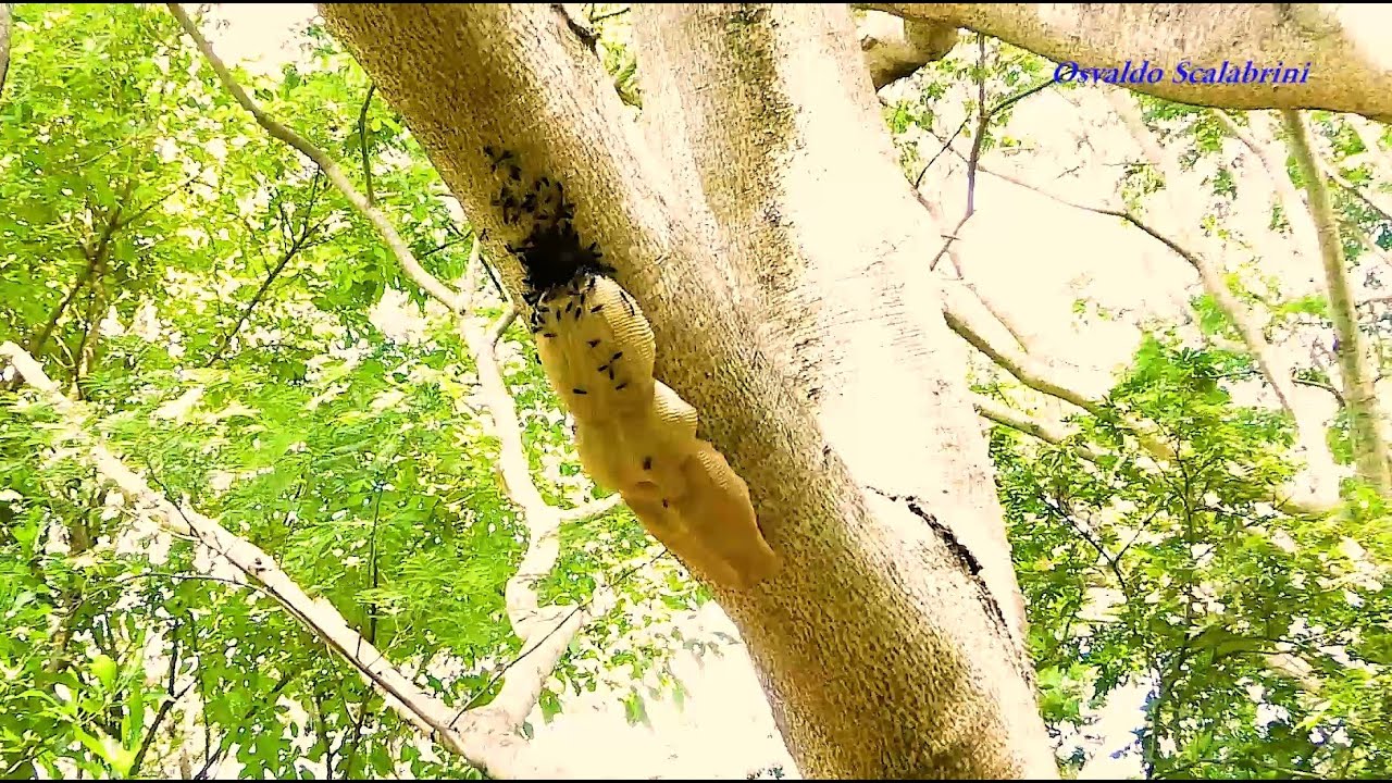 MARIMBONDO-TATU, CABATATU (SYNOECA CYANEA), IRINA, VESPA-TATU, VESPA ...
