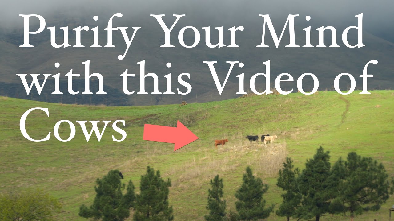 1 Hour of Staring at Cows from Afar 4K - YouTube