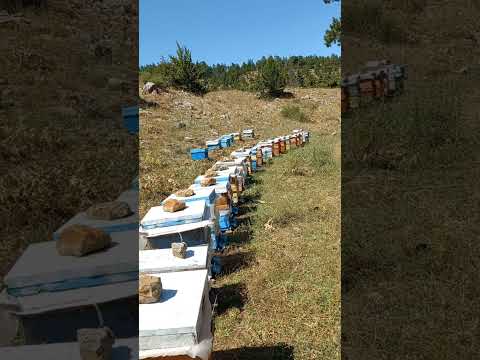Arıcılık/Arılarımız yüksek rakımda çalışmaya devam ediyor