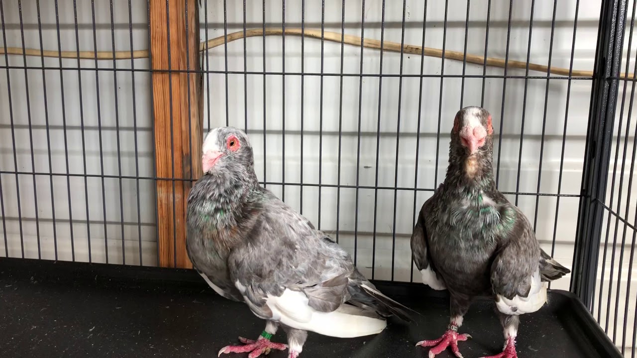 Faded black also known as blue Msawad dewlap pigeons - YouTube