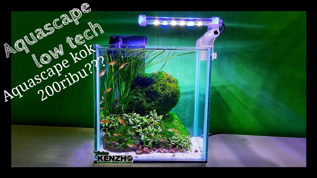 #182 VIRAALLLL!!!!Aquascape 200ribuan,nyoba bikin jadinya kayak gini ...