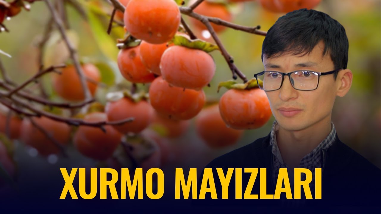 Xurmo mayizini ko‘rganmisiz? | Namangan, Chust - YouTube