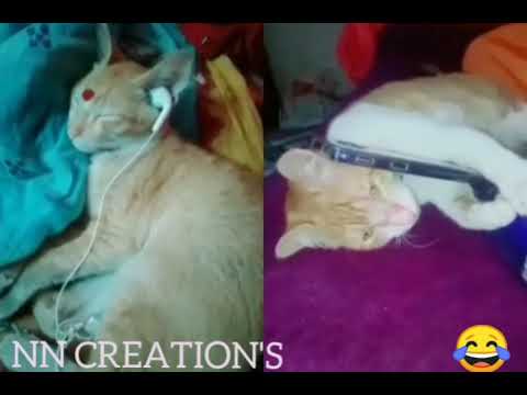 Cat love status video, quite cat  status video
