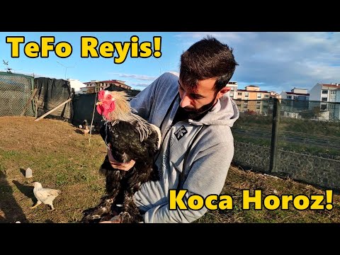 Kümesin Kralı TeFo Reyis!-Leyla Mecnun İçin Bağırıyor! #Tekirdağ#brahma#tavuk#civciv#horoz#ördek