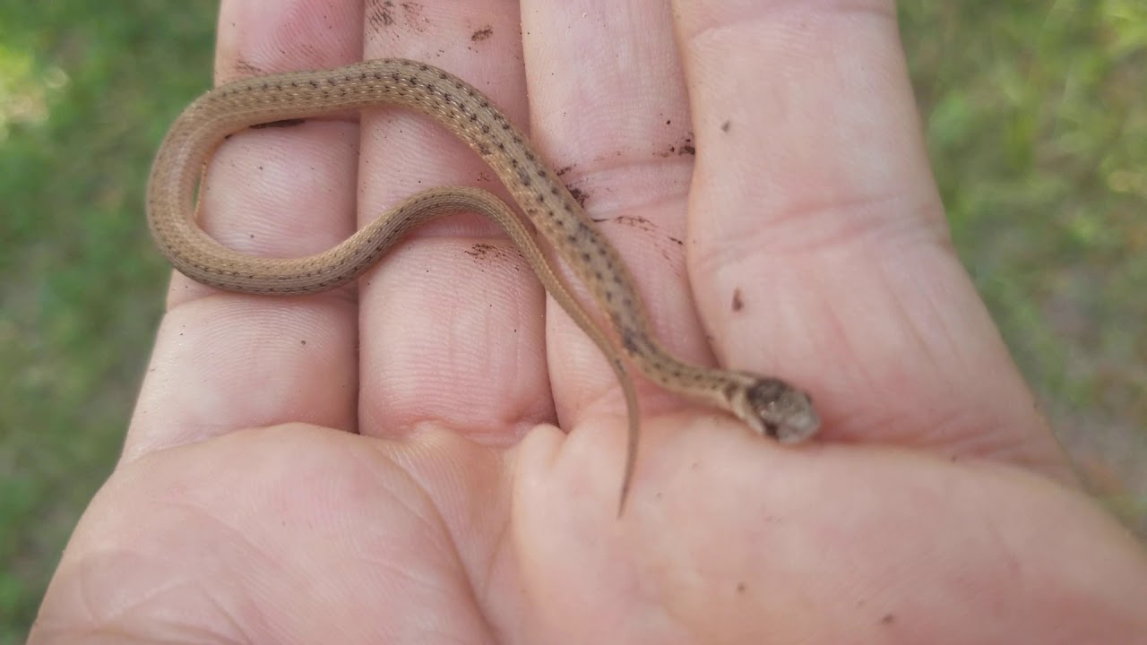 Very young Texas DeKay's brown snake "harmless" - YouTube