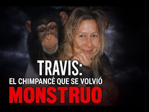 La Historia De Travis (El Chimpancé) - YouTube