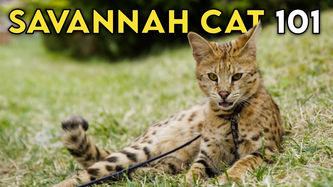 Savannah Cat 101 - Learn ALL About Them! - YouTube