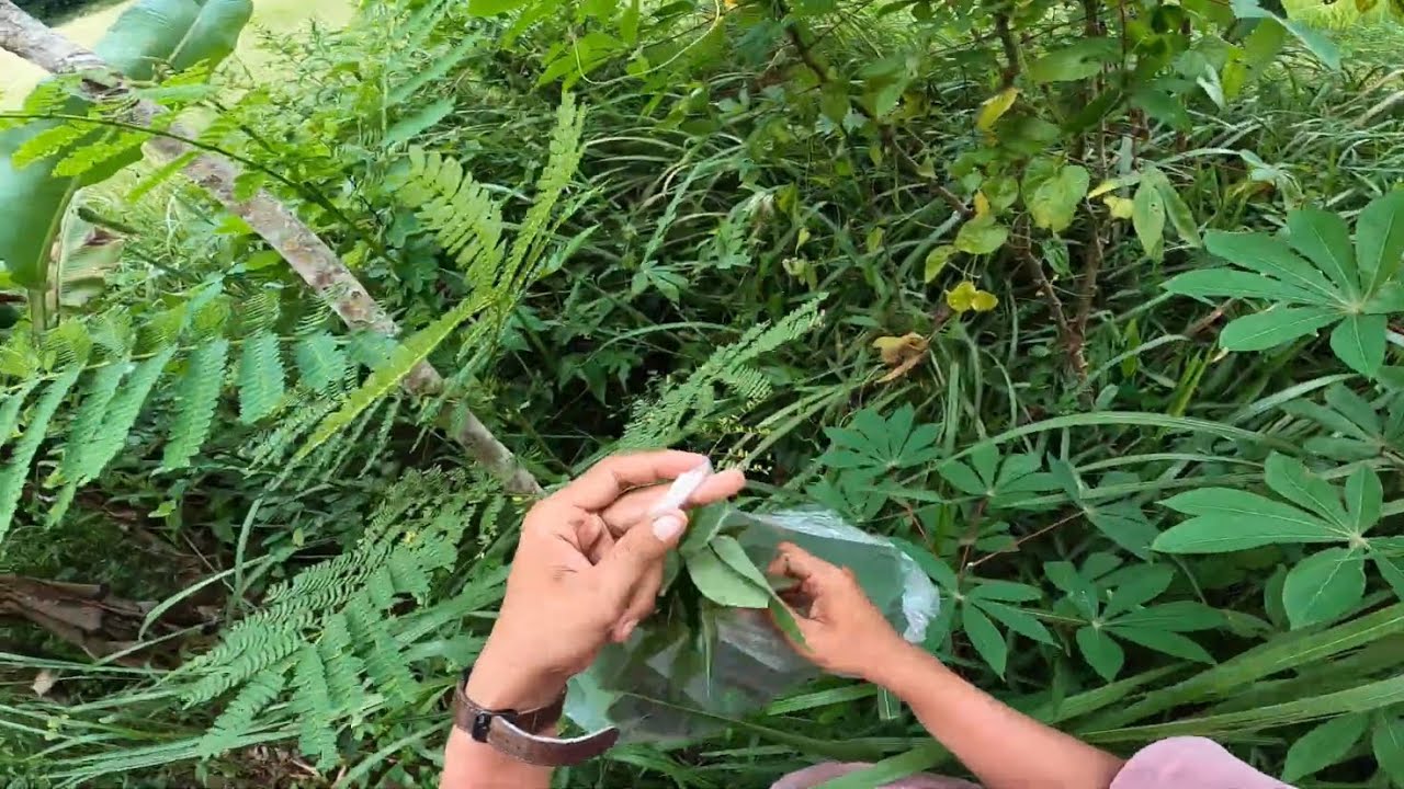 Nyari daun singkong vlog! - YouTube