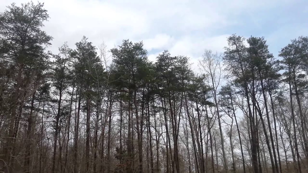 Trees Nature Breeze - YouTube