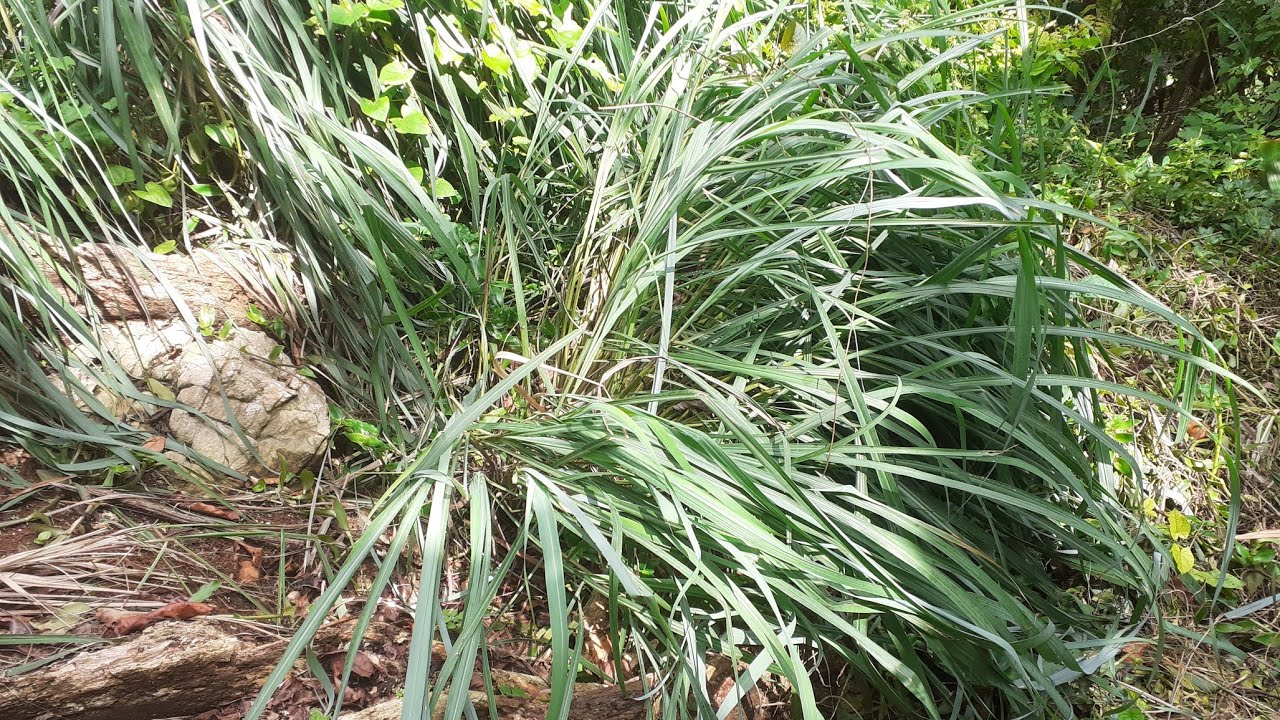 FEVER GRASS AKA LEMON GRASS# PLANTING OF LEMON GRASS# AGRICULTURE - YouTube