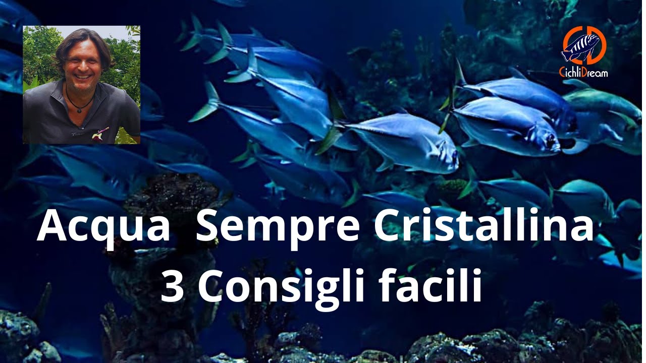 3 Consigli per Acqua Cristallina nel Tuo Acquario! Mai più acqua ...