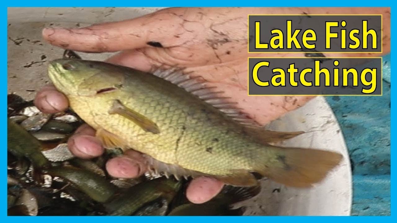 Koi Fish Lake Fishing Techniques for Small Fish of Bangladesh | Fish ...
