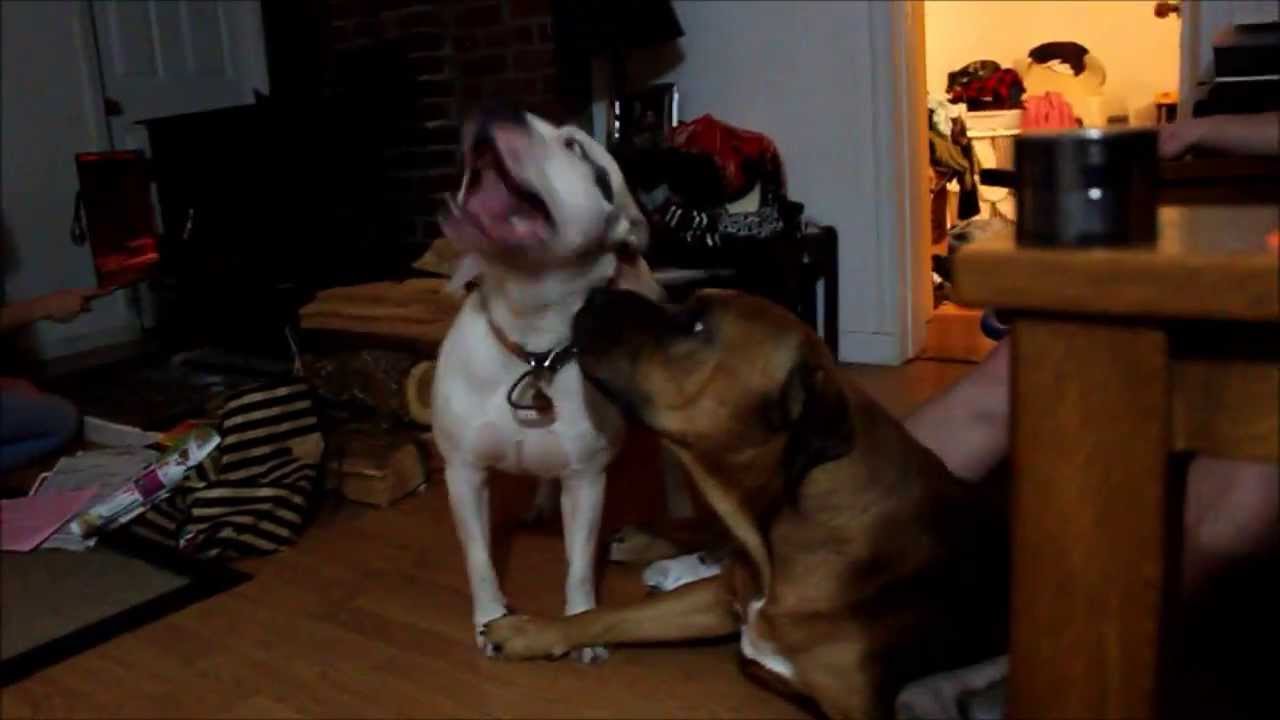 Crazy Dogs and Exploding Rabbit - YouTube