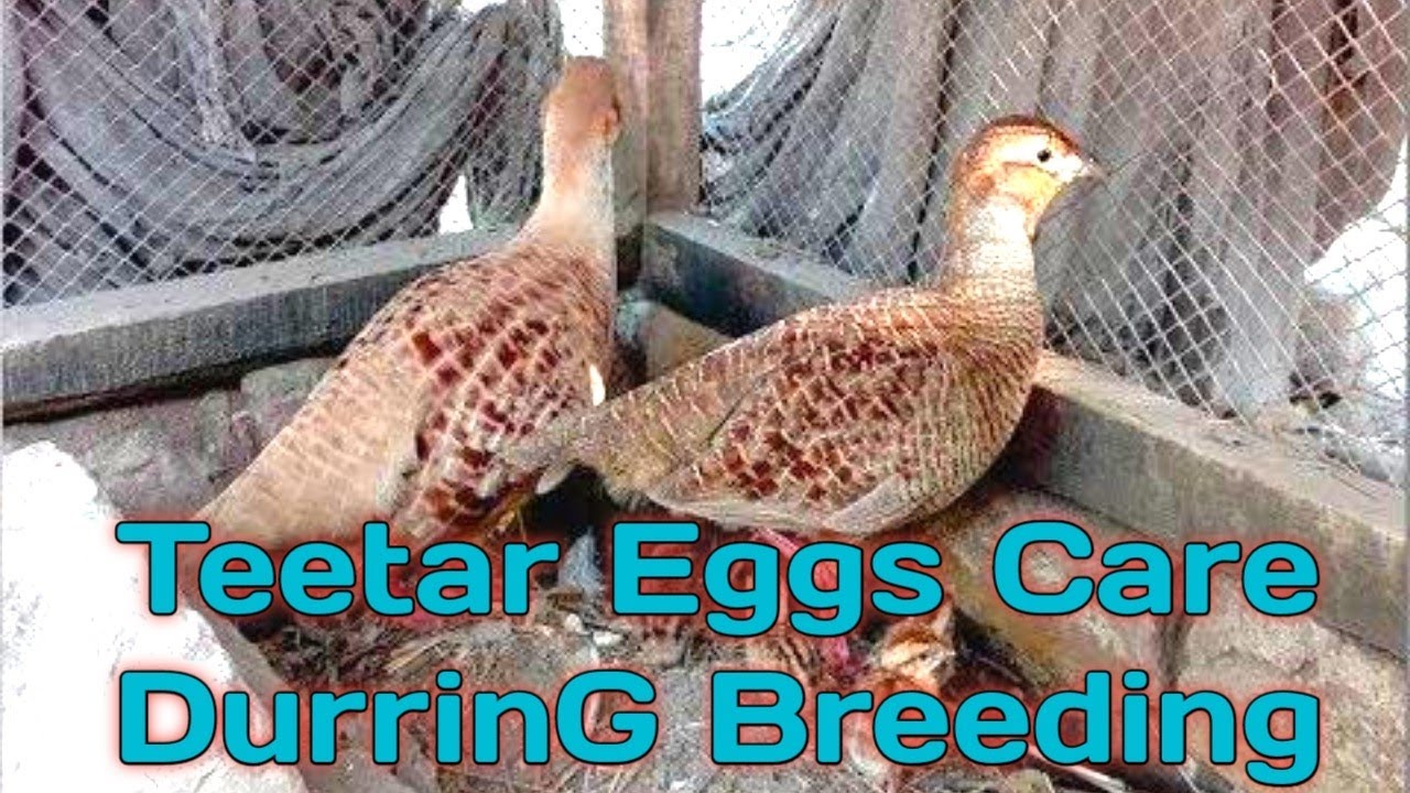 Teetar Eggs Care DurrinG Breeding Session #Teetar #Teetareggs # ...