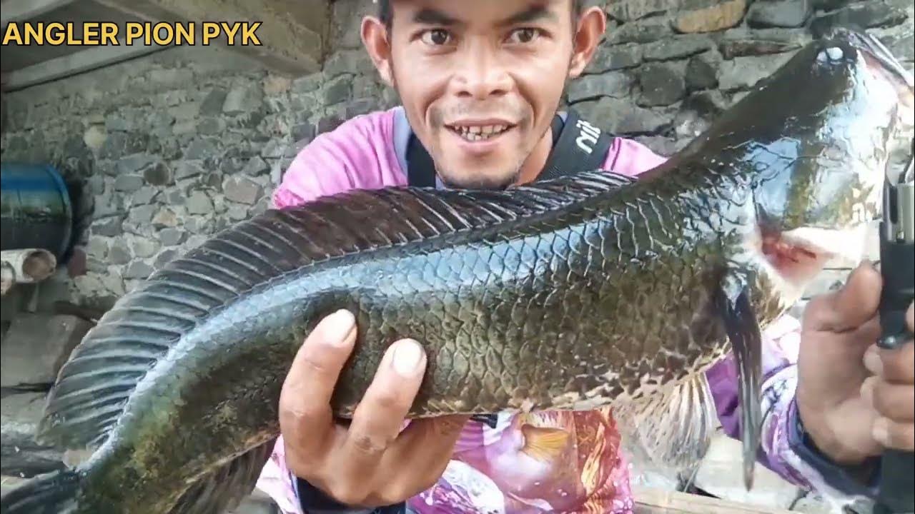 mancing ikan gabus besar//haruan//snakehead fish di danau maninjau - YouTube