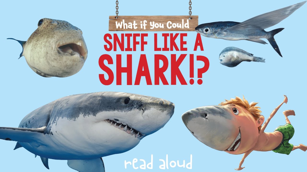 Sniff Like a Shark? 🦈👃 | Animal Super Senses Read Aloud for Kids ...