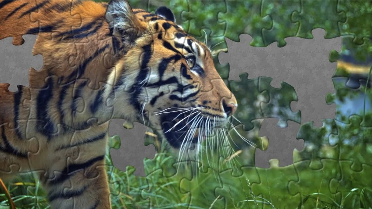 Animal puzzle | tiger puzzle | kids puzzle - YouTube