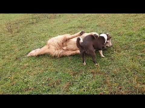 Bubi vs Qeni Sharrit