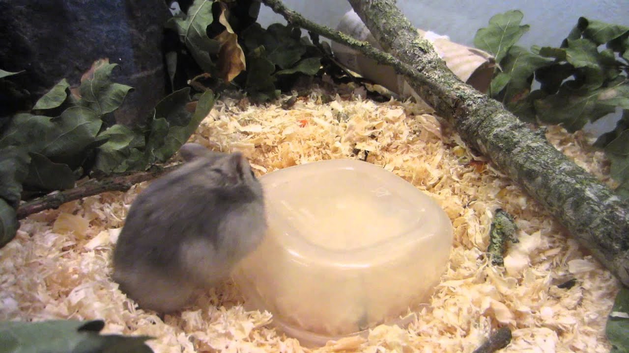 hamster clickertraining sit on station. First session - YouTube