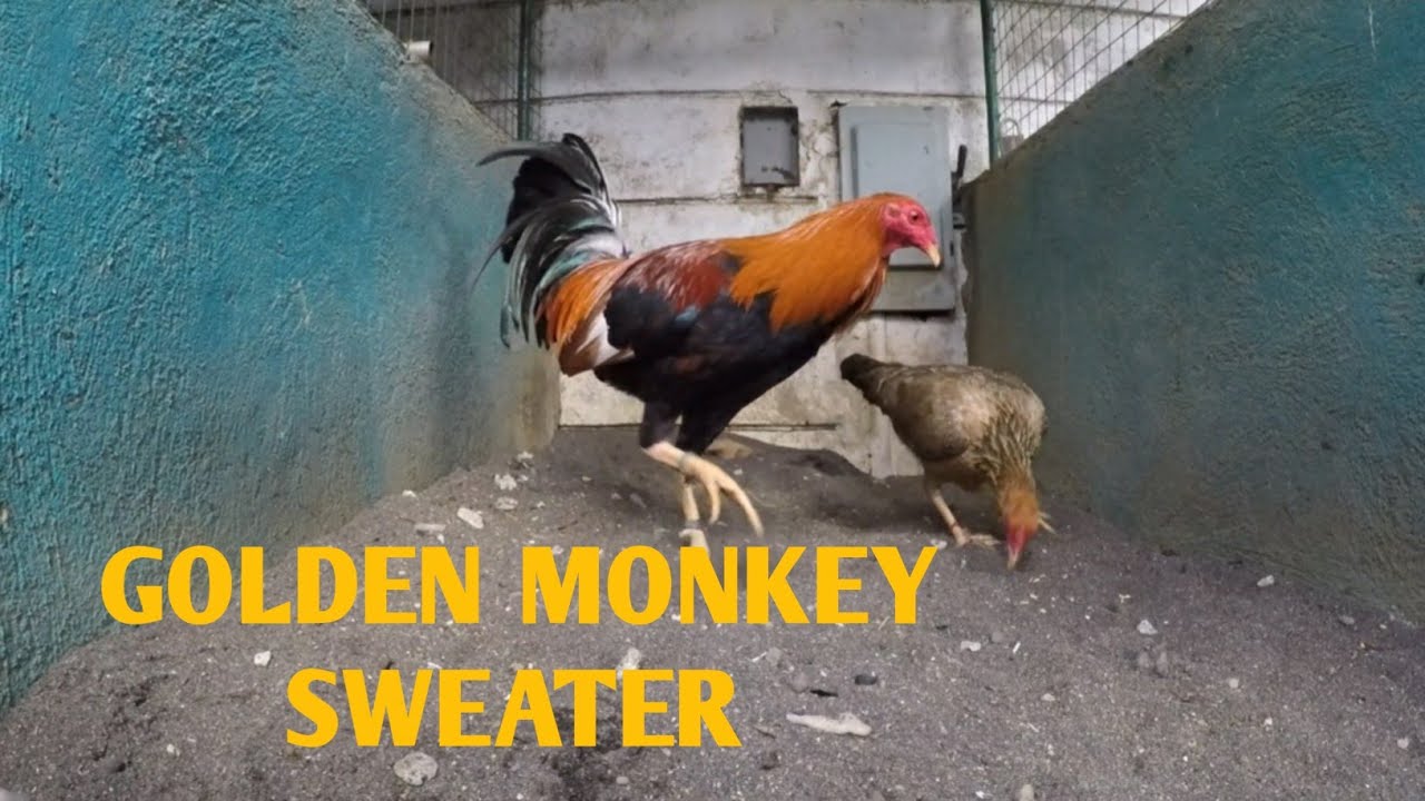 Golden Monkey Sweaters - YouTube