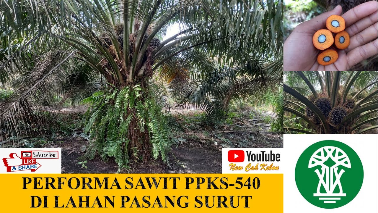 PPKS 540 di Lahan Rawa Buah nya Keliling - YouTube