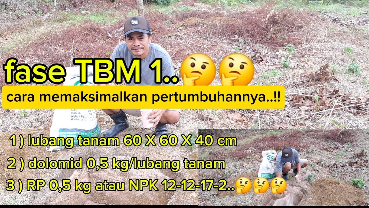 cara memaksimalkan pertumbuhan di fase TBM 1 - YouTube