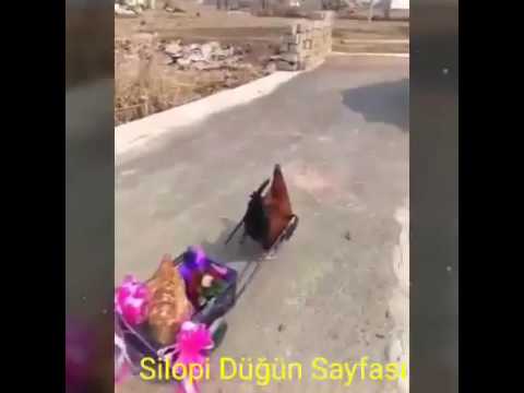 Gelin ve damat tavuk horoz