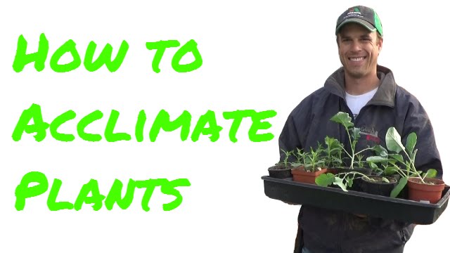 How To Acclimate Your Plants - YouTube