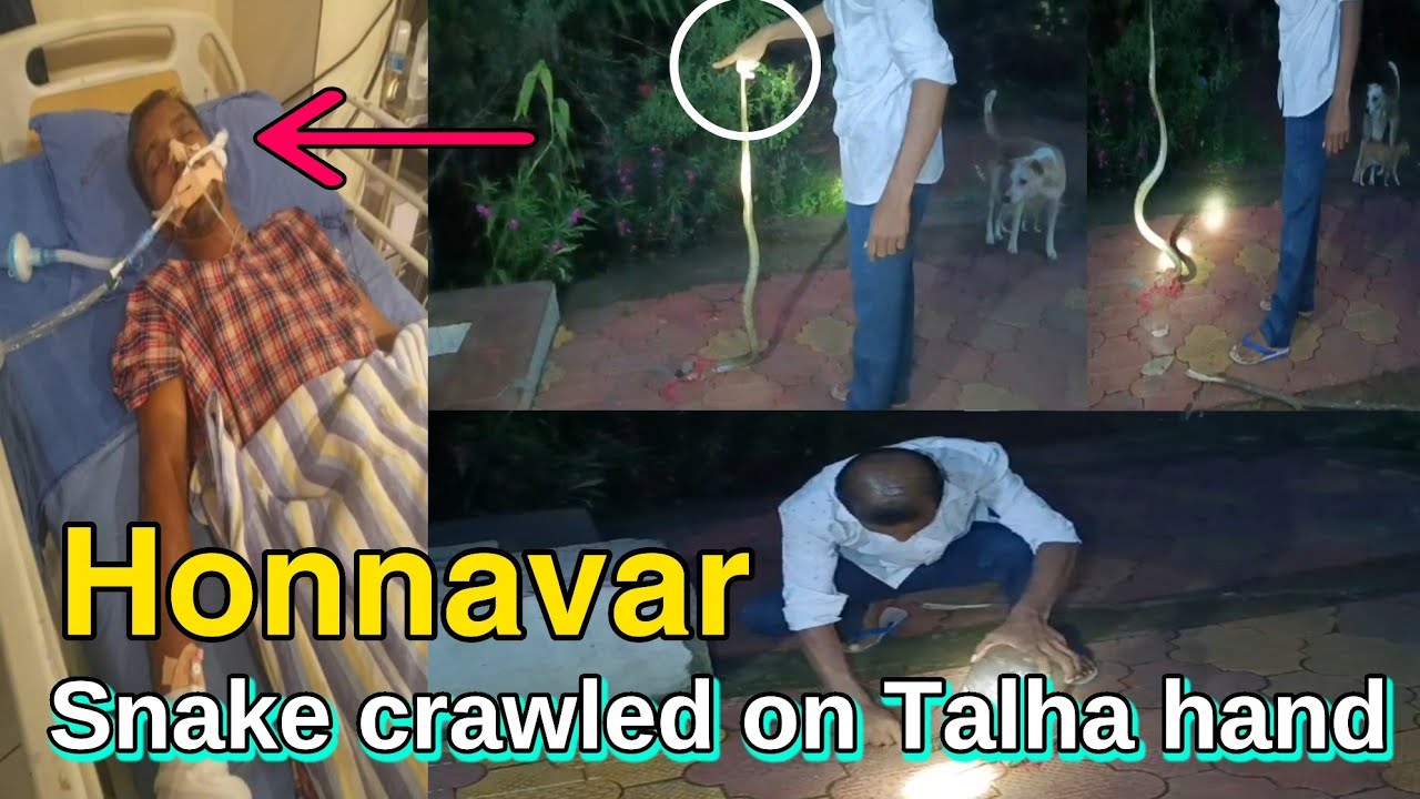 Man Gets bitten by a snake After he attemps to catch a cobra in Honavar ...