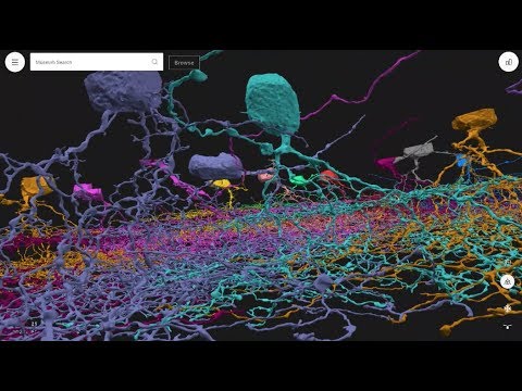 Free 3D HD real neuron meshes - YouTube