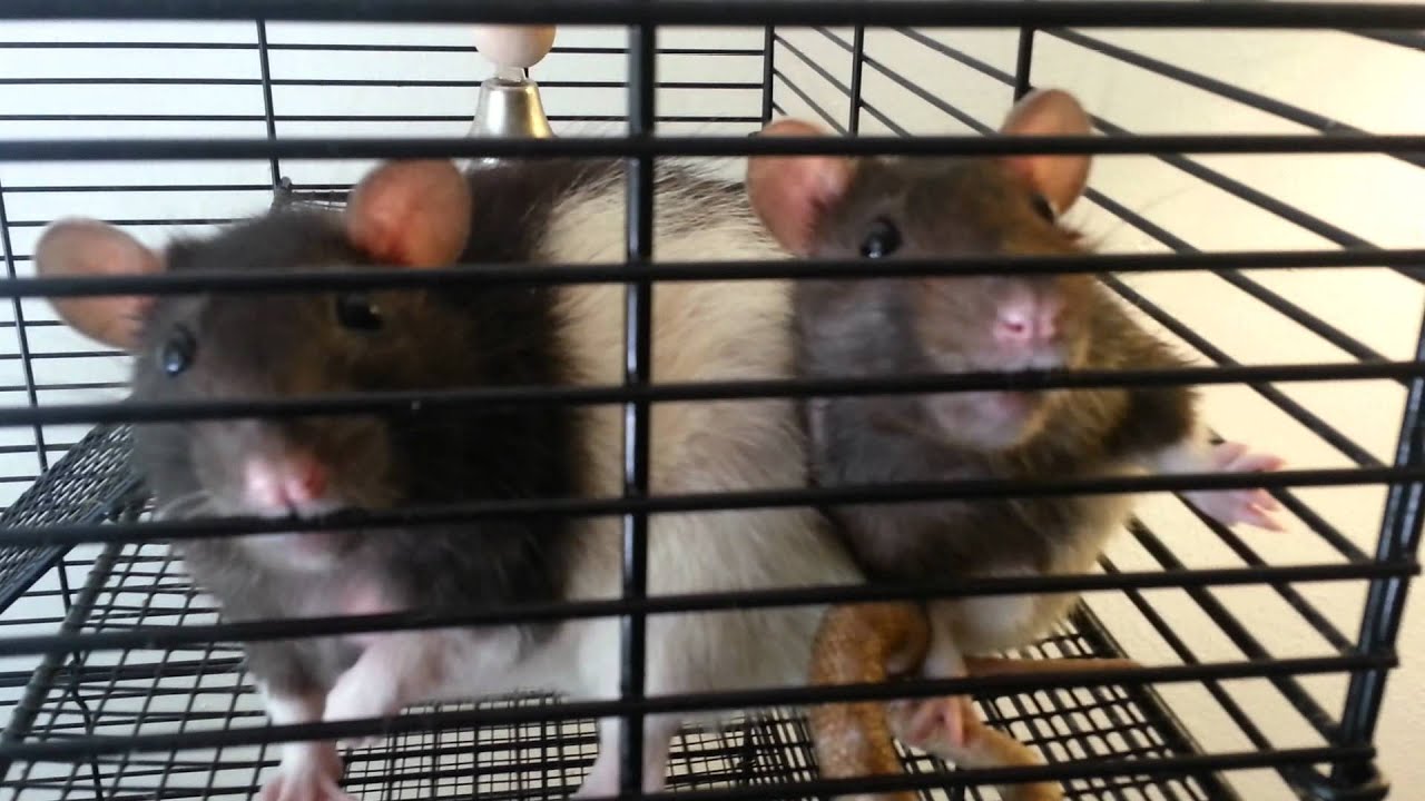 Pet rats are curious of camera! (Or maybe me) - YouTube