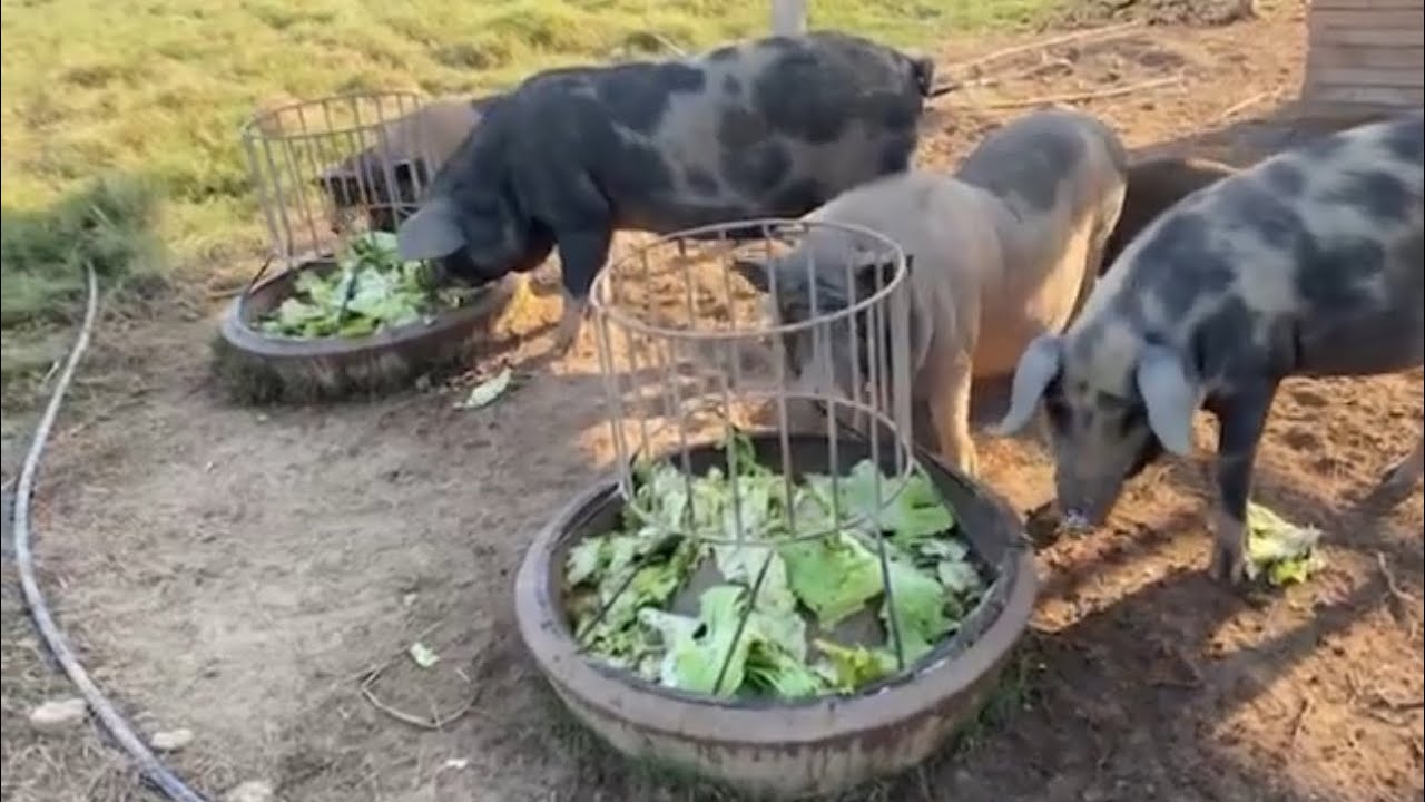 The pig eat vegetables #animal - YouTube
